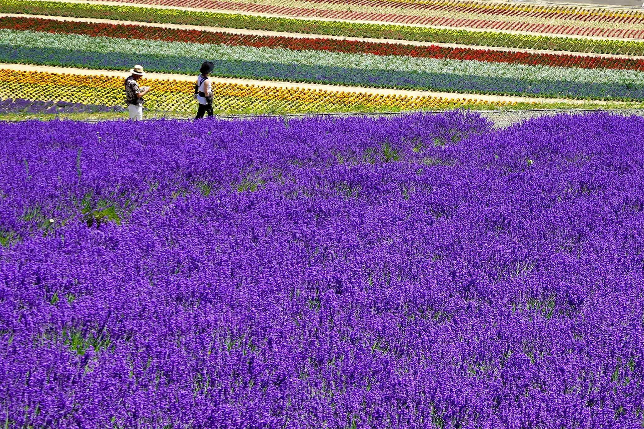 Sapporo In Spring Is Pure Magic: March-May Travel Guide