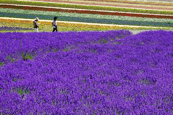 Sapporo In Spring Is Pure Magic: March-May Travel Guide