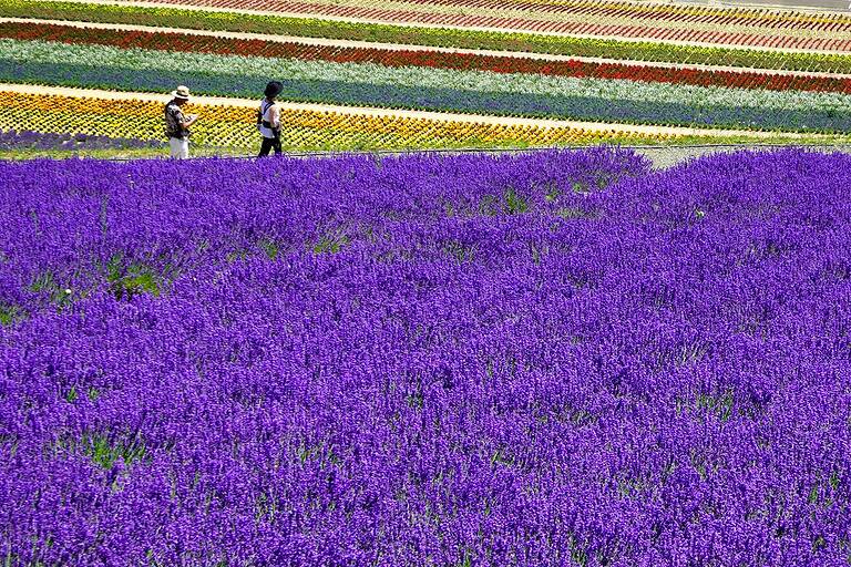 Sapporo In Spring Is Pure Magic: March-May Travel Guide