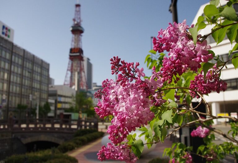 Sapporo In Spring Is Pure Magic: March-May Travel Guide