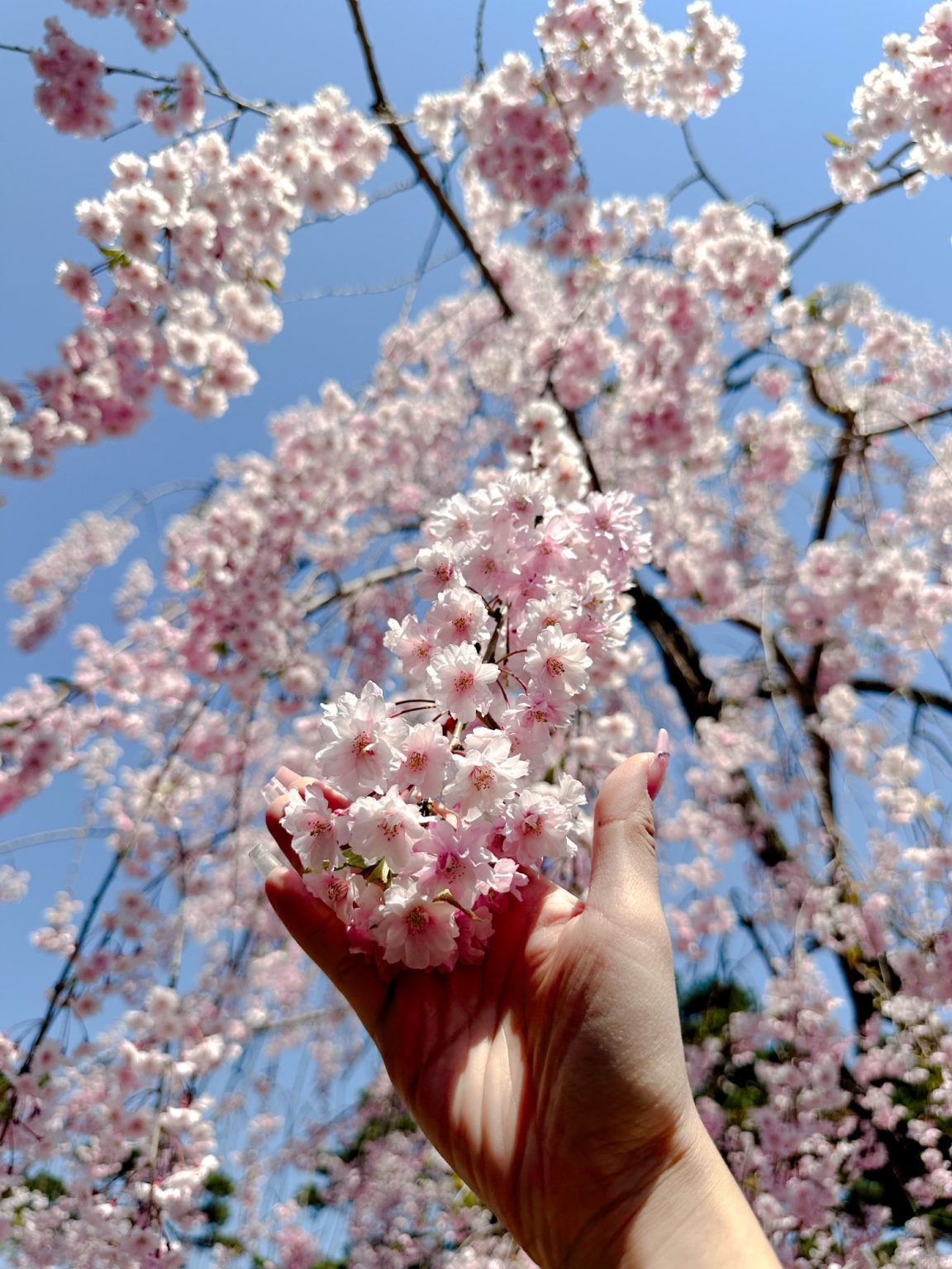 Is Goryokaku Worth Visiting? How to Make the Most of Your Trip to Hakodate